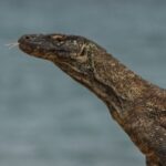 Perlu Perhatian Serius dalam Konservasi Komodo